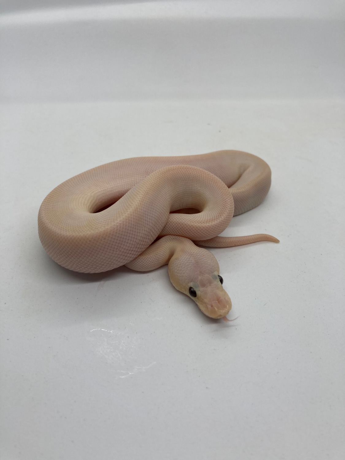 Banana Pastel Super Black Pastel Ball Python by ASM Royal Tails ...