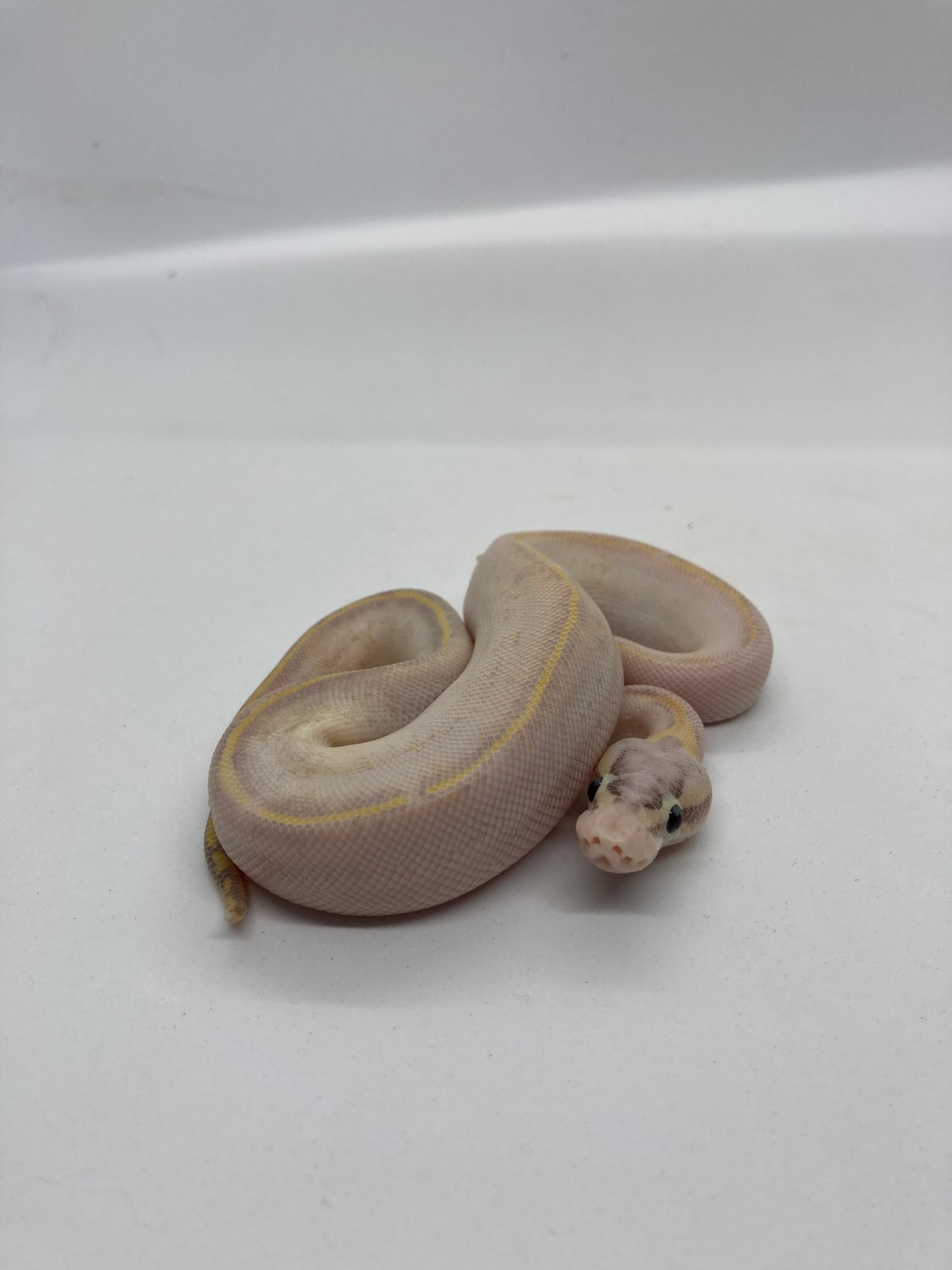 Citrus Pastel Leopard Ivory Ball Python by ASM Royal Tails - MorphMarket
