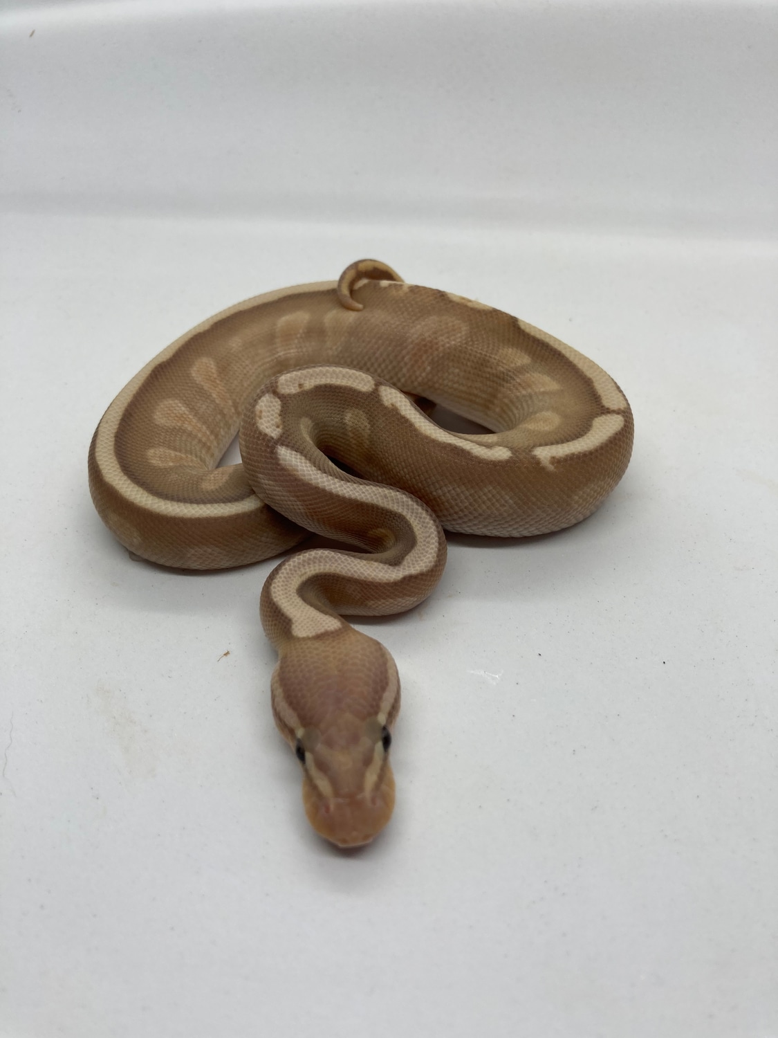 Banana GHI Lesser Het Gstripe Ball Python by ASM Royal Tails - MorphMarket