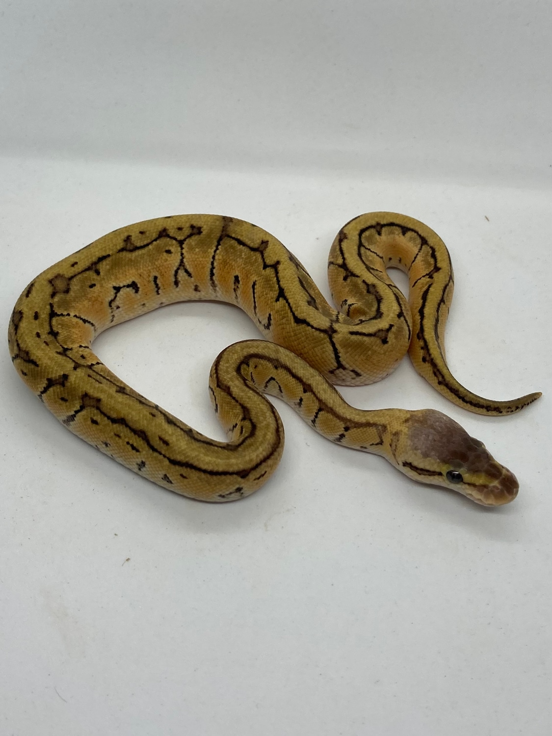 Lemon Blast DH DG Clown Ball Python by ASM Royal Tails - MorphMarket