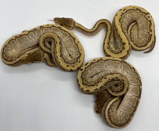 Kingpin Het Desert Ghost Ball Python by ASM Royal Tails