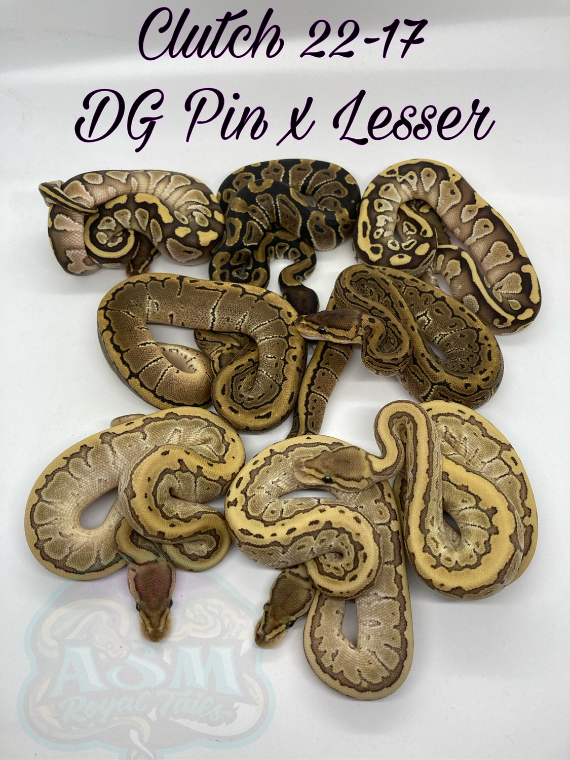 Pinstripe Het DG Ball Python by ASM Royal Tails - MorphMarket