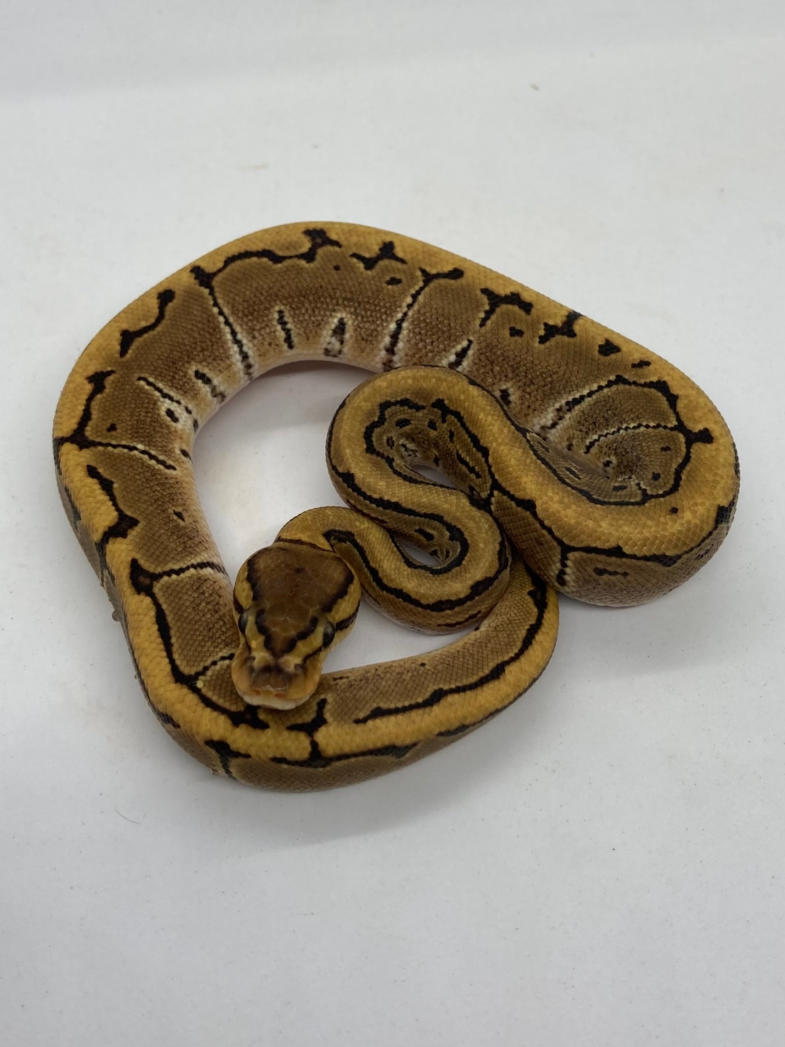 Pinstripe DH DG Clown Ball Python by ASM Royal Tails - MorphMarket