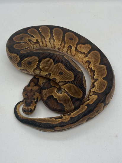 Sugar Clown Ball Python by ASM Royal Tails
