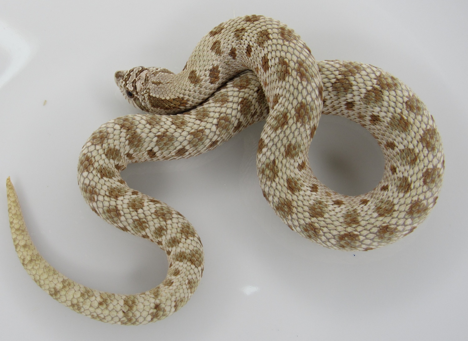 Frosted Western Hognose by J&C Hognoses, LLC - MorphMarket