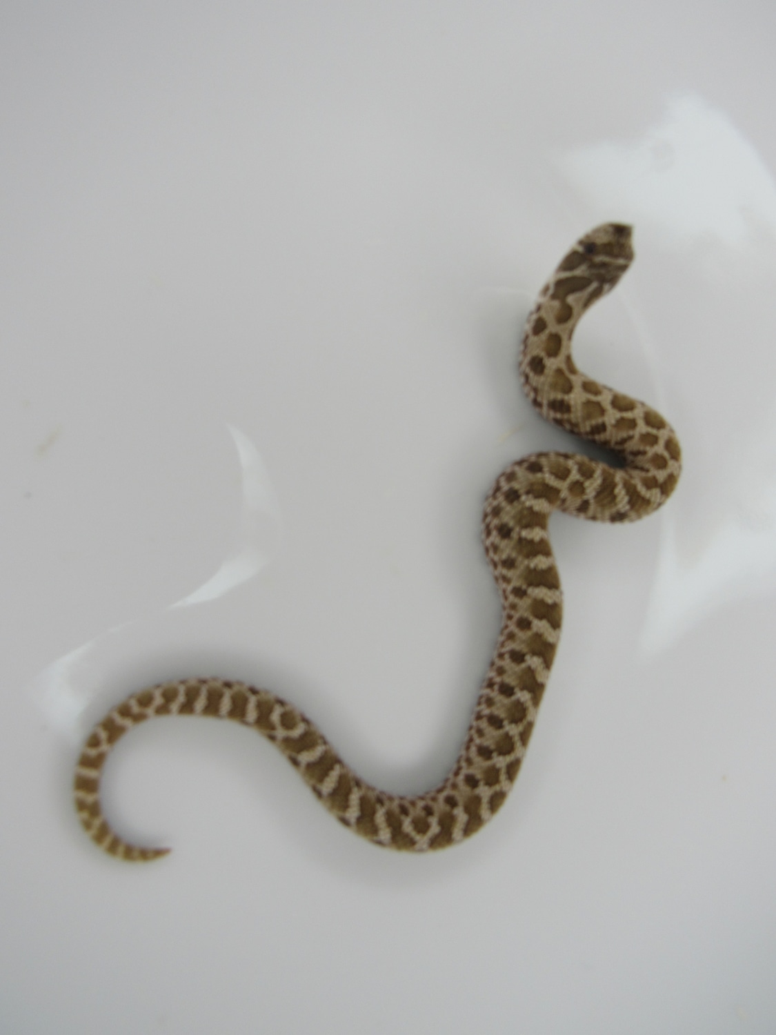Normal DH Hybino 50%Toffee 50%Caramel Western Hognose by J&C Hognoses ...