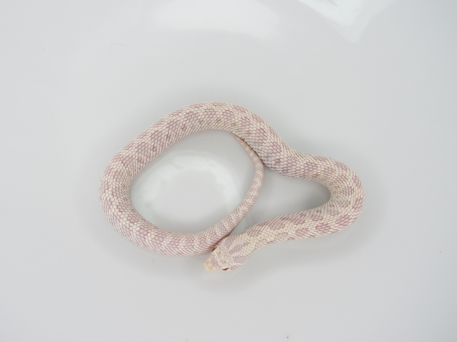 Snow Western Hognose by J&C Hognoses, LLC - MorphMarket