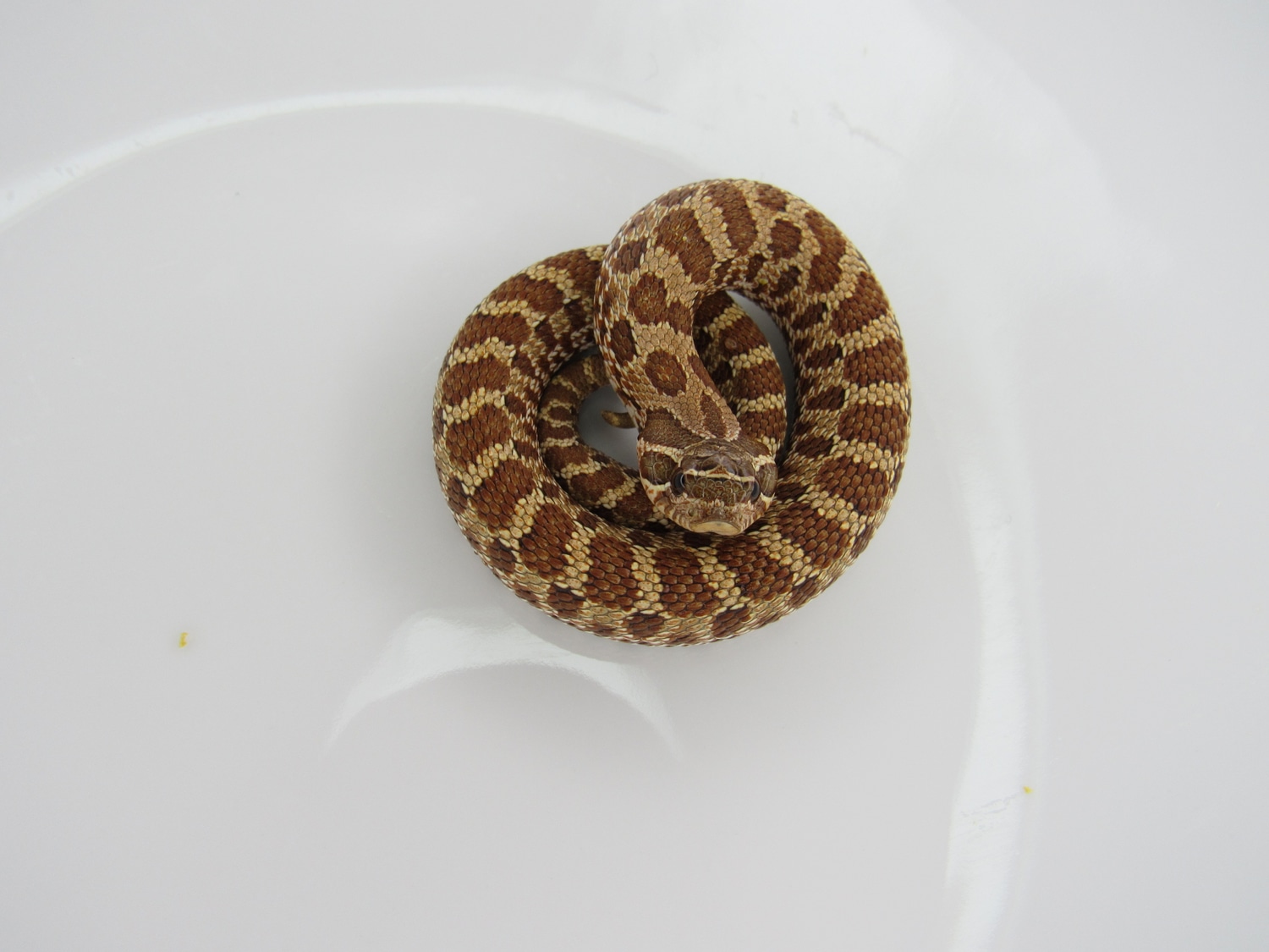 Normal DH Snow Western Hognose by J&C Hognoses, LLC - MorphMarket