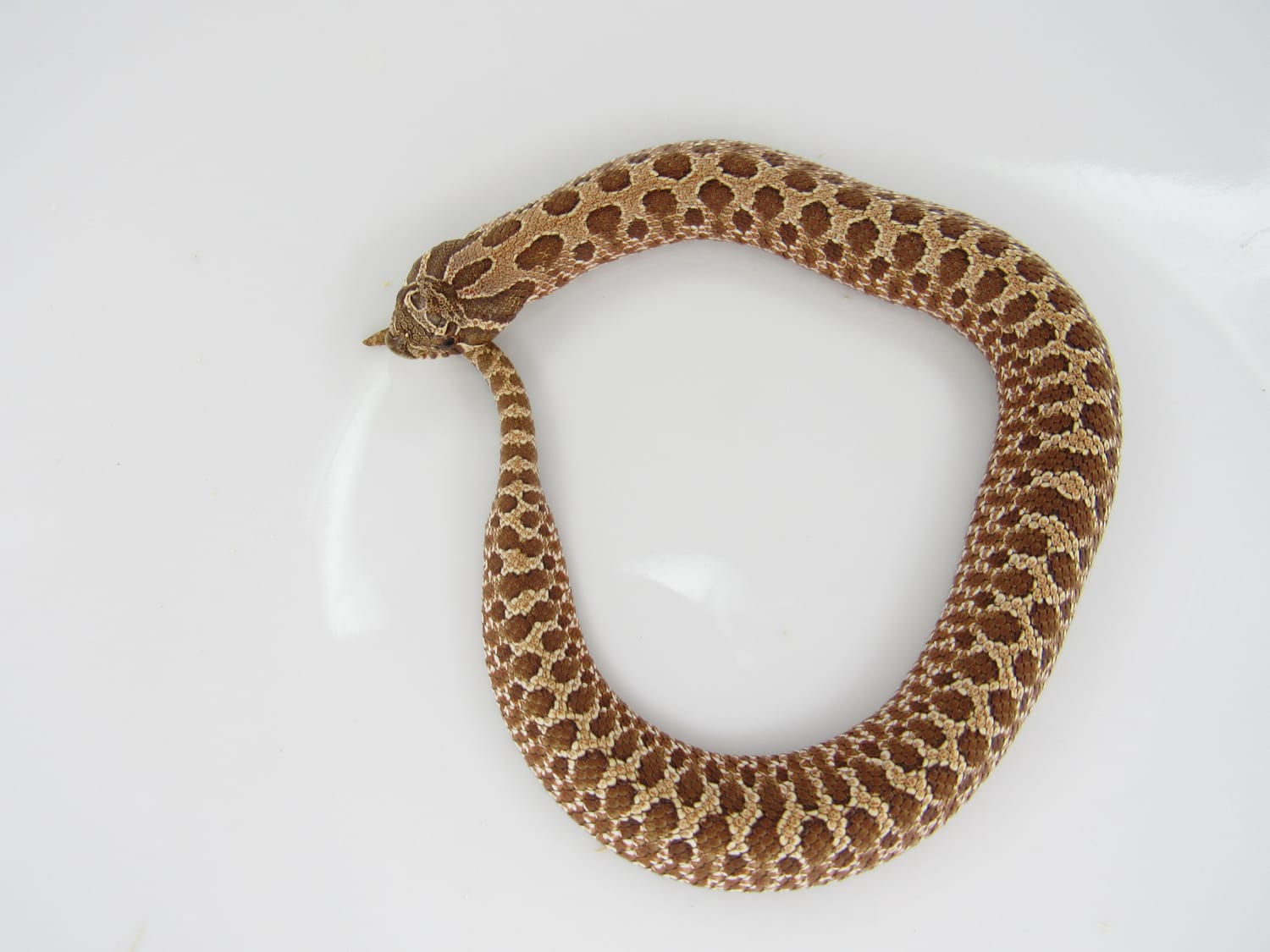 Normal Het Albino Western Hognose by J&C Hognoses, LLC - MorphMarket