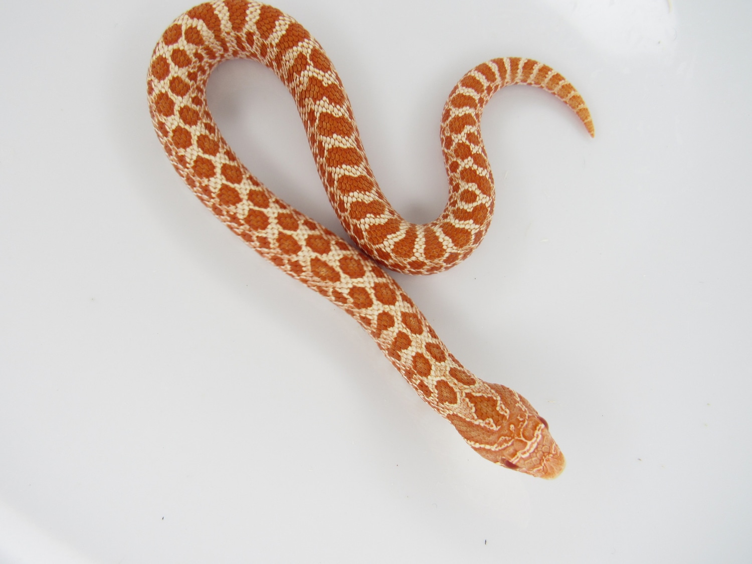 Extreme Red Albino Western Hognose by J&C Hognoses, LLC - MorphMarket