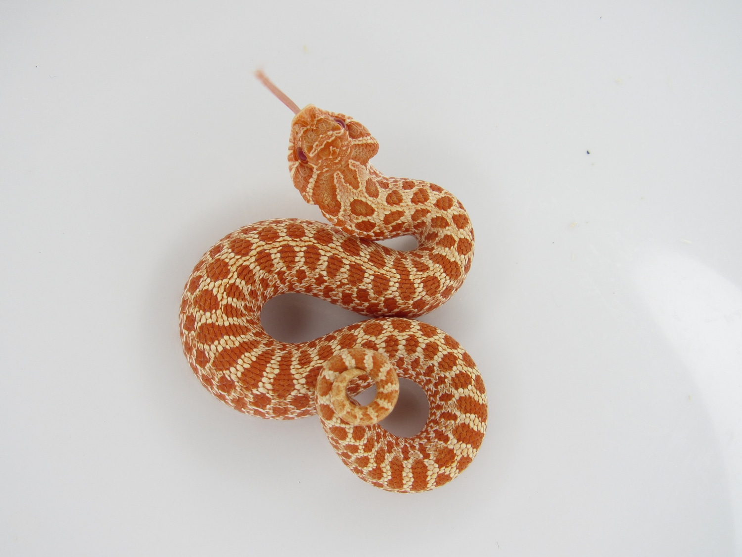 Extreme Red Albino Western Hognose by J&C Hognoses, LLC - MorphMarket