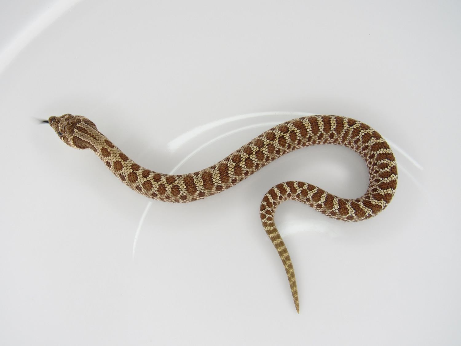 Normal 66% DH Toxic Western Hognose by J&C Hognoses, LLC - MorphMarket