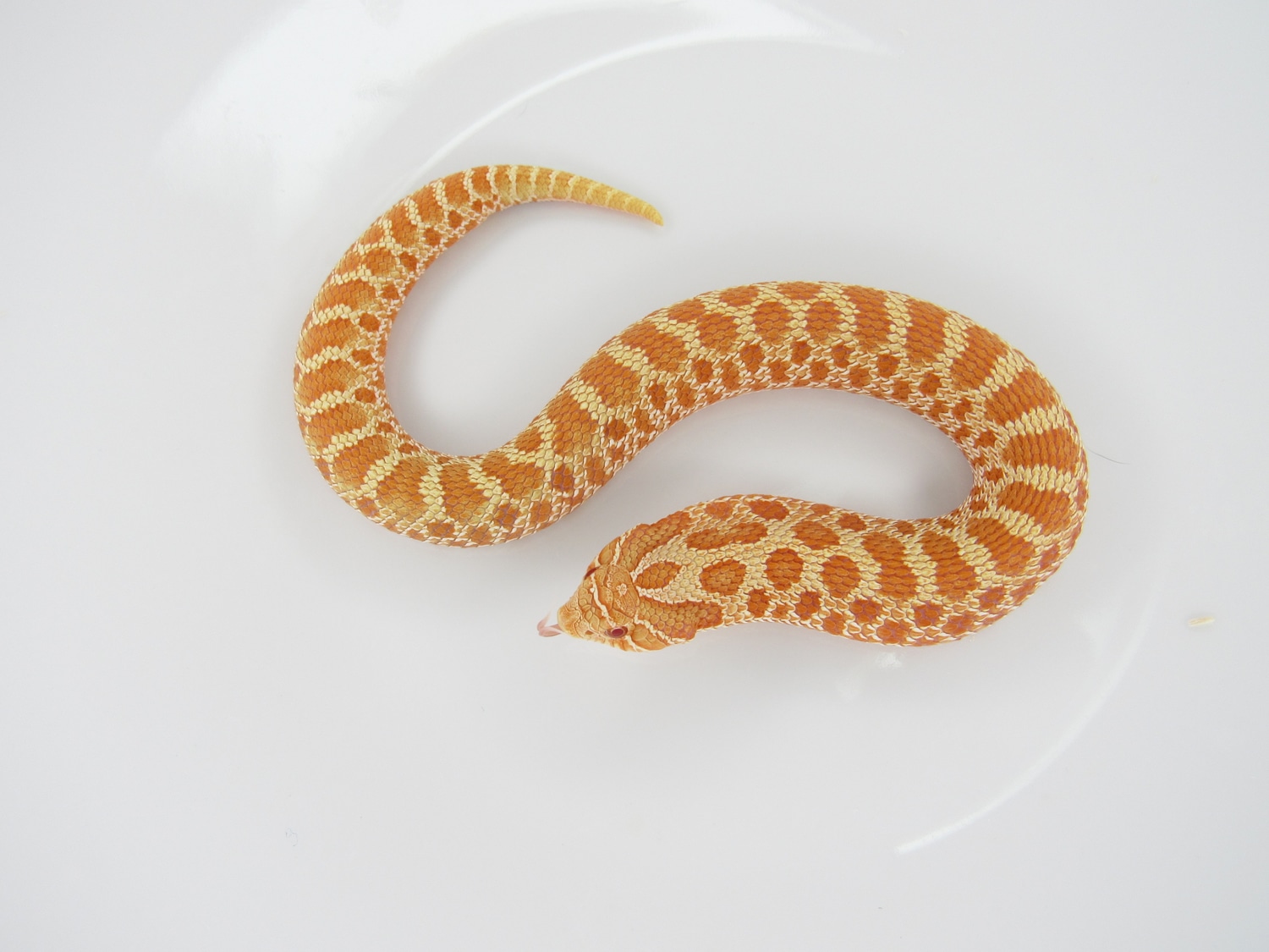 High Red Albino Western Hognose by J&C Hognoses, LLC - MorphMarket