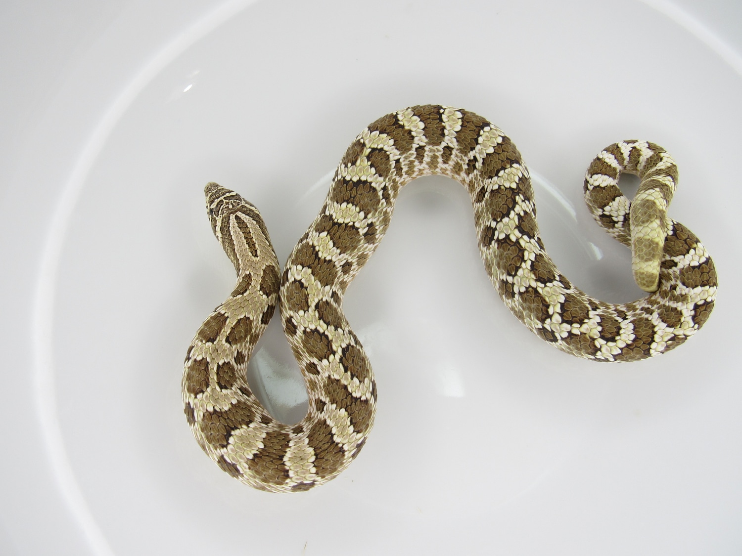 Normal 66% Het Albino Western Hognose by J&C Hognoses, LLC - MorphMarket
