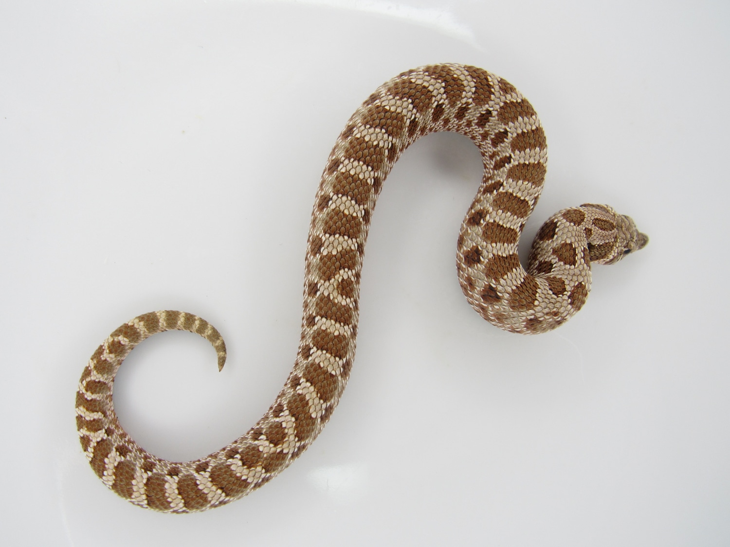 Normal DH Snow Western Hognose by J&C Hognoses, LLC - MorphMarket