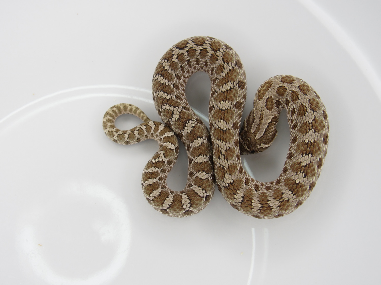 Normal 66% DH Toxic Western Hognose by J&C Hognoses, LLC - MorphMarket