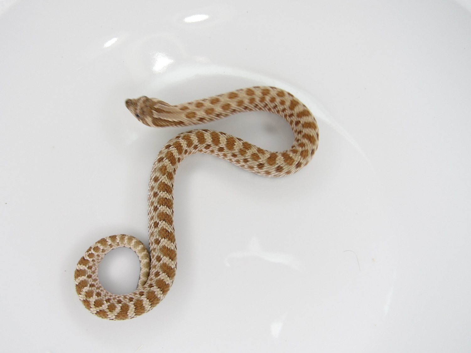 Normal 66% DH Toxic Western Hognose by J&C Hognoses, LLC - MorphMarket