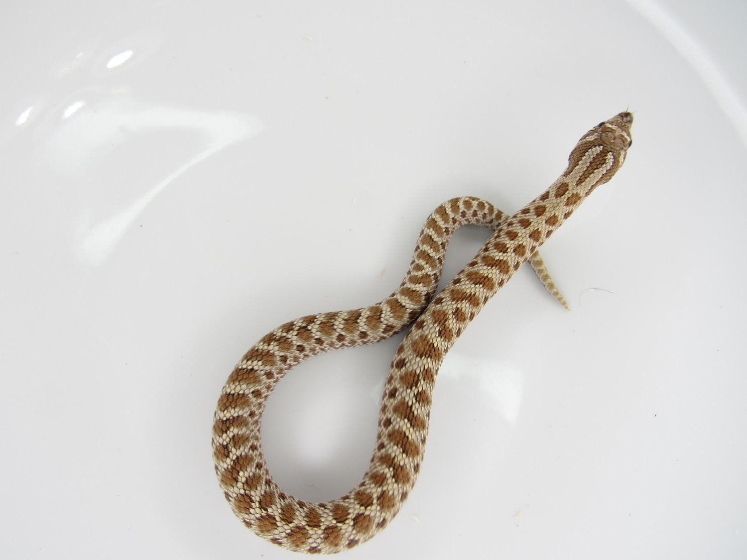 Normal 66% DH Toxic Western Hognose by J&C Hognoses, LLC - MorphMarket