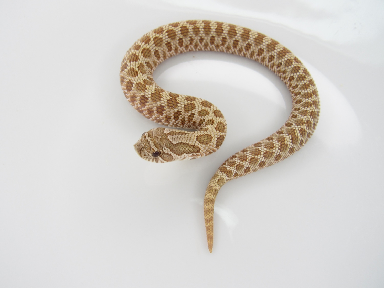 Arctic Toffee Western Hognose by J&C Hognoses, LLC - MorphMarket