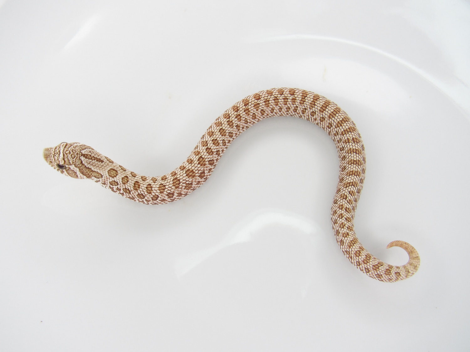 Arctic Toffee Western Hognose by J&C Hognoses, LLC - MorphMarket