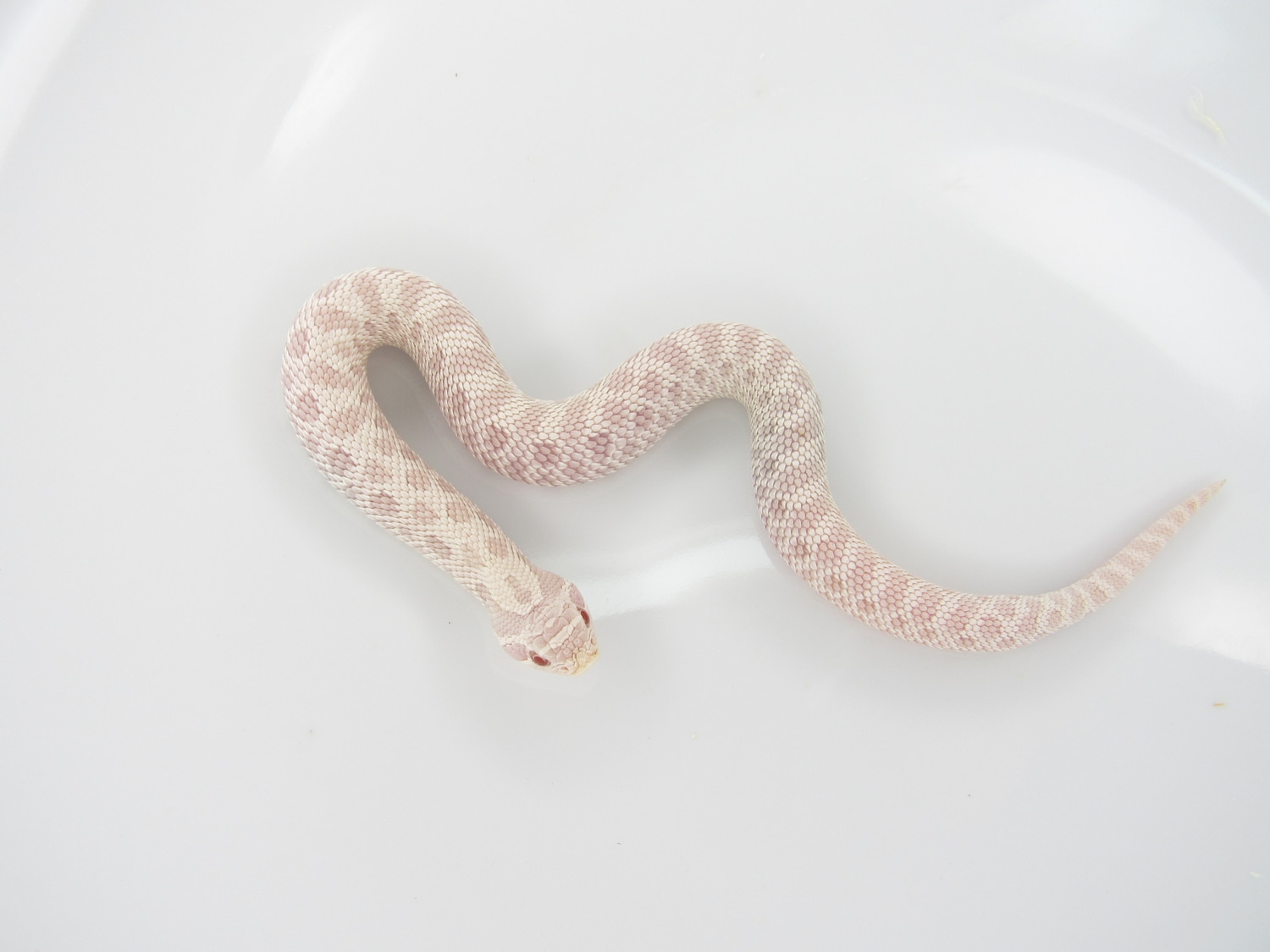 Snow Western Hognose by J&C Hognoses, LLC - MorphMarket