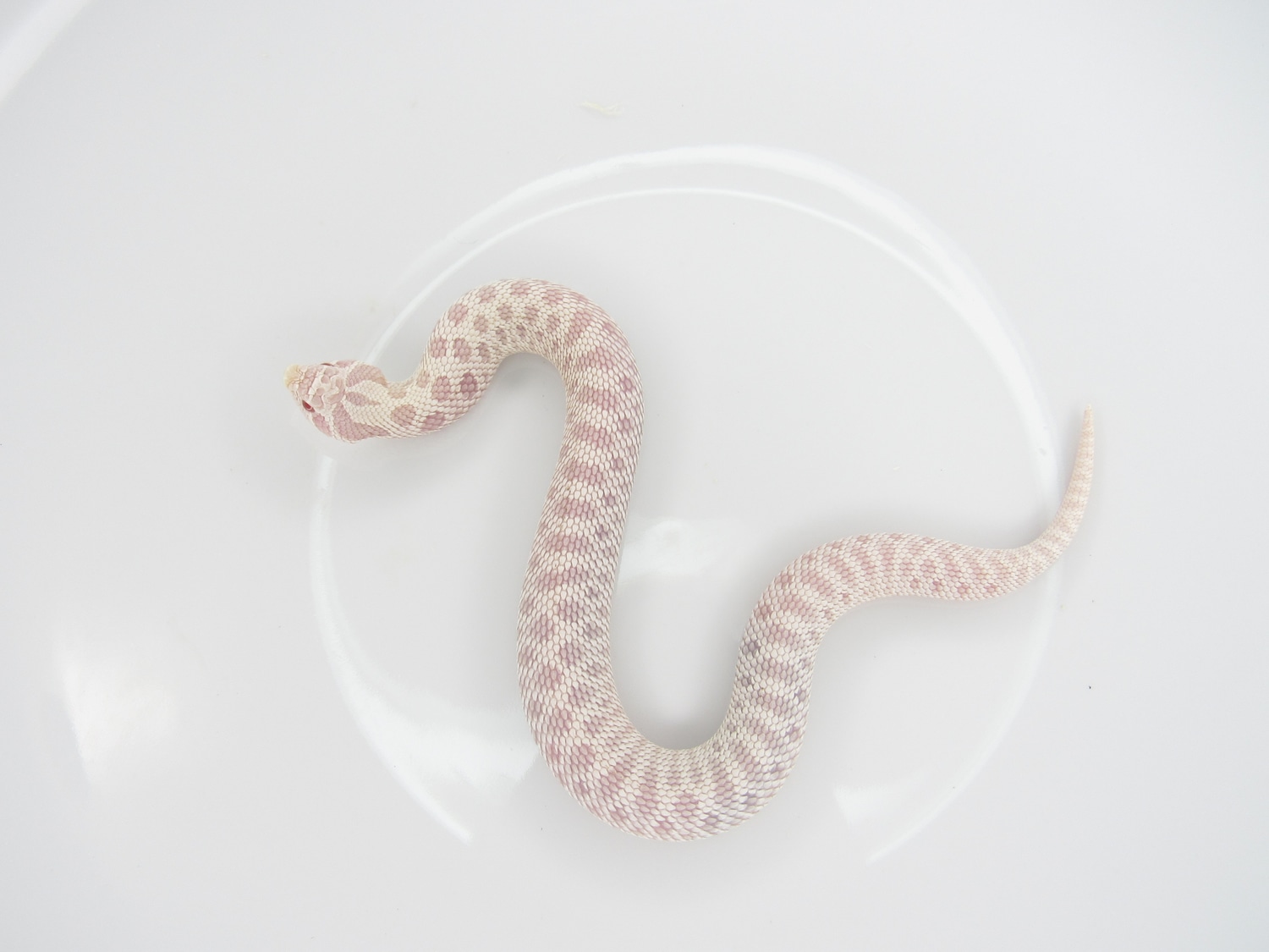 Snow Western Hognose by J&C Hognoses, LLC - MorphMarket