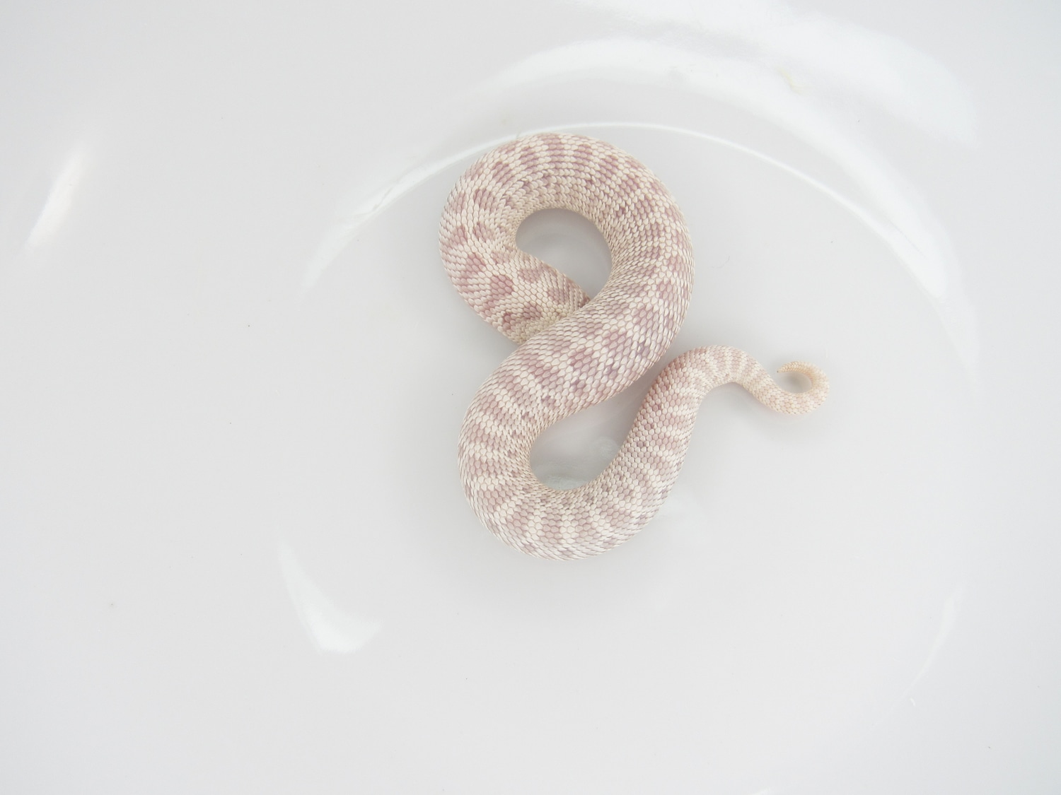 Snow Western Hognose by J&C Hognoses, LLC - MorphMarket