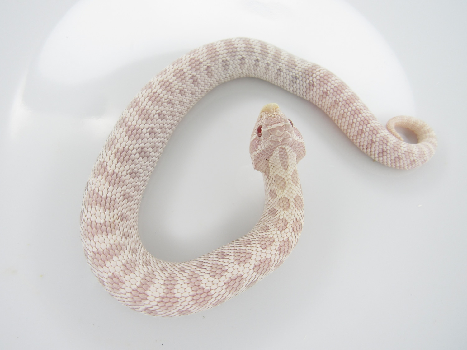 Snow Western Hognose by J&C Hognoses, LLC - MorphMarket