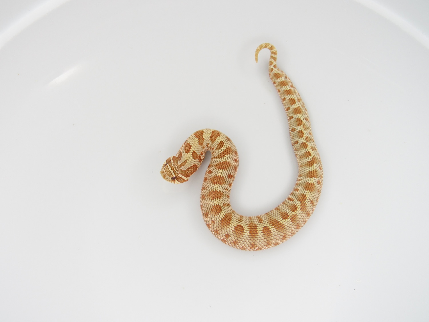 Toffee Conda Western Hognose by J&C Hognoses, LLC - MorphMarket