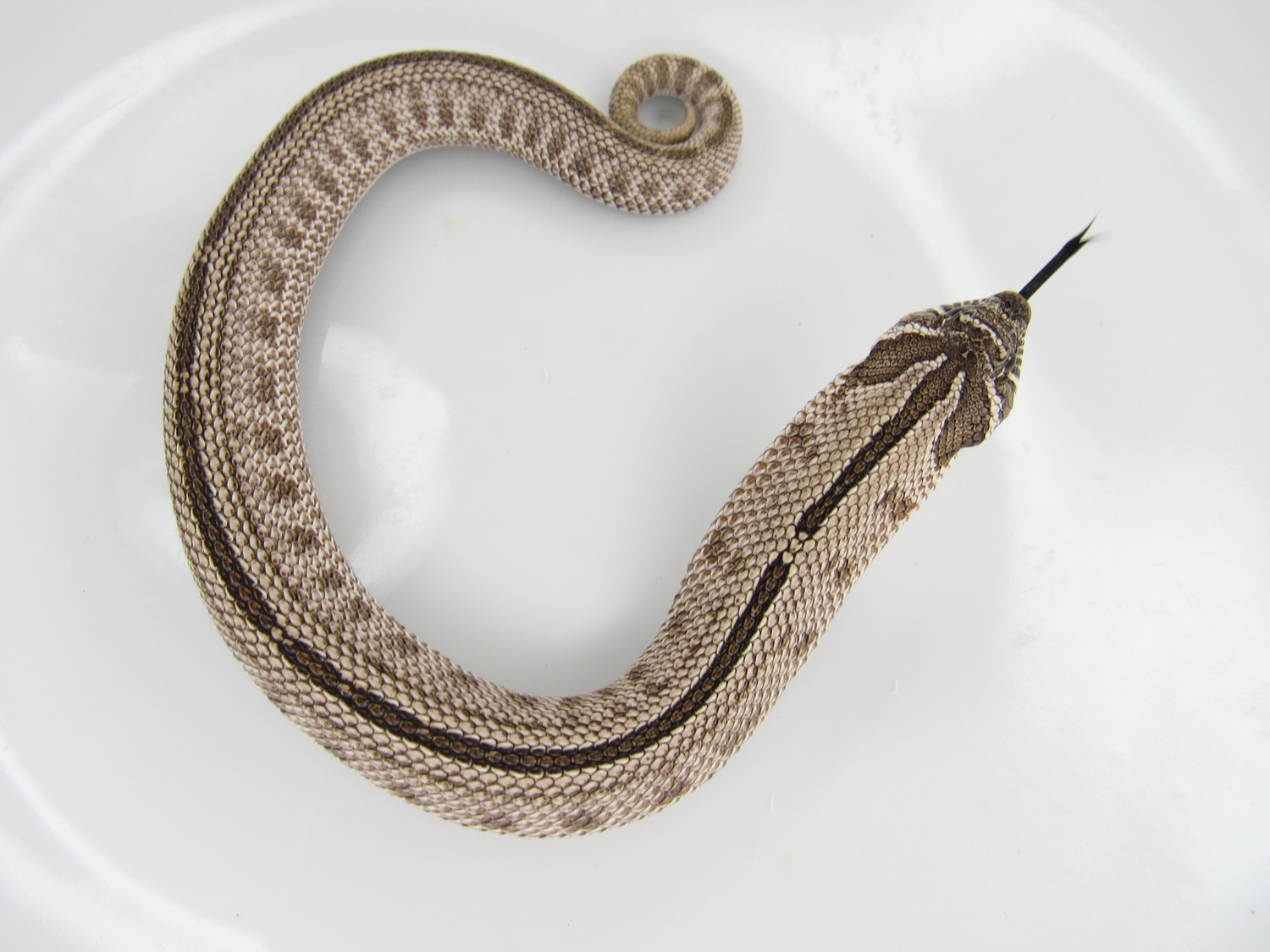 Arctic Conda Striped Western Hognose by J&C Hognoses, LLC - MorphMarket