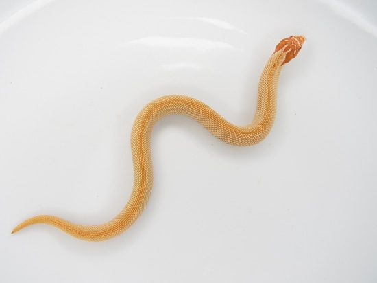 ExRed Albino Superconda Western Hognose by J&C Hognoses, LLC - MorphMarket