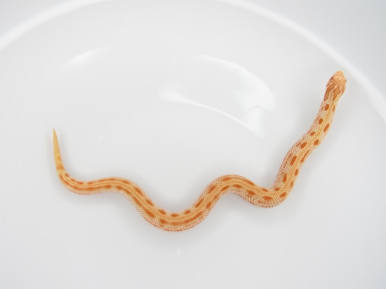 ExRed Albino Conda Reverse Stripe Western Hognose by J&C Hognoses, LLC