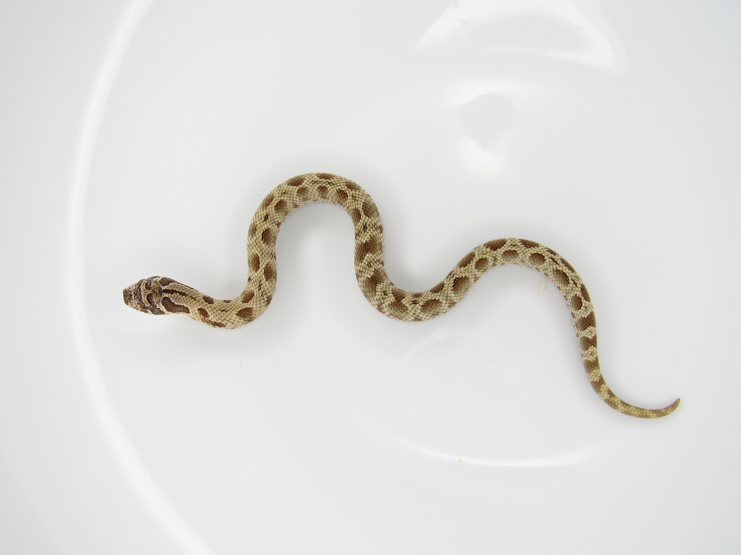 Conda DH Toffee Sable Western Hognose by J&C Hognoses, LLC - MorphMarket