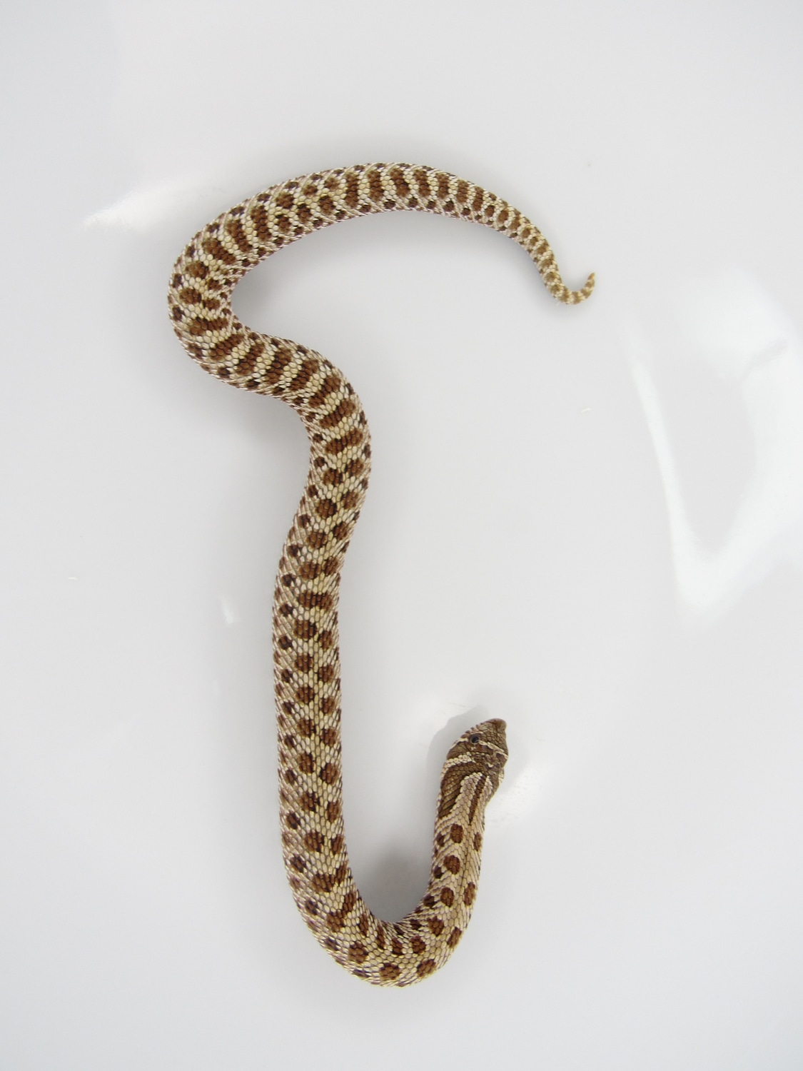 Normal 66% DH Toxic Western Hognose by J&C Hognoses, LLC - MorphMarket