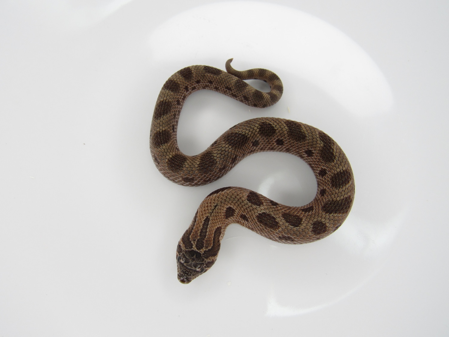 Arctic Sable Conda (BBC) 66% Het Albino Western Hognose by J&C Hognoses ...