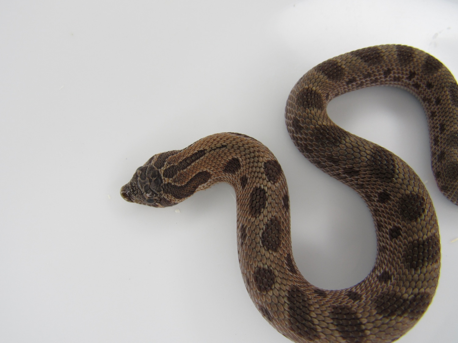 Arctic Sable Conda (BBC) 66% Het Albino Western Hognose by J&C Hognoses ...