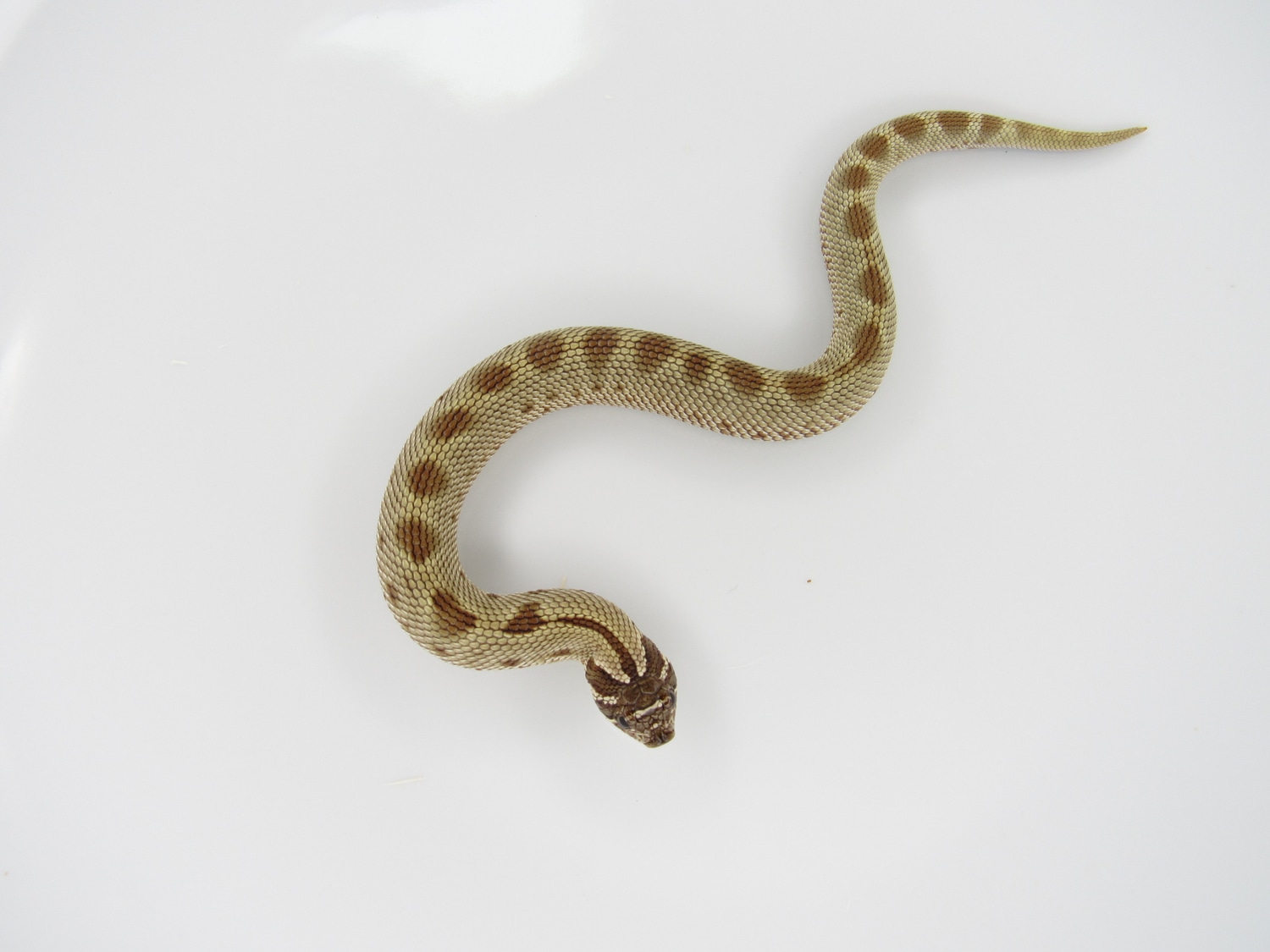 Normal Purple Line Conda Het Axanthic 66% Toffee Western Hognose by J&C ...