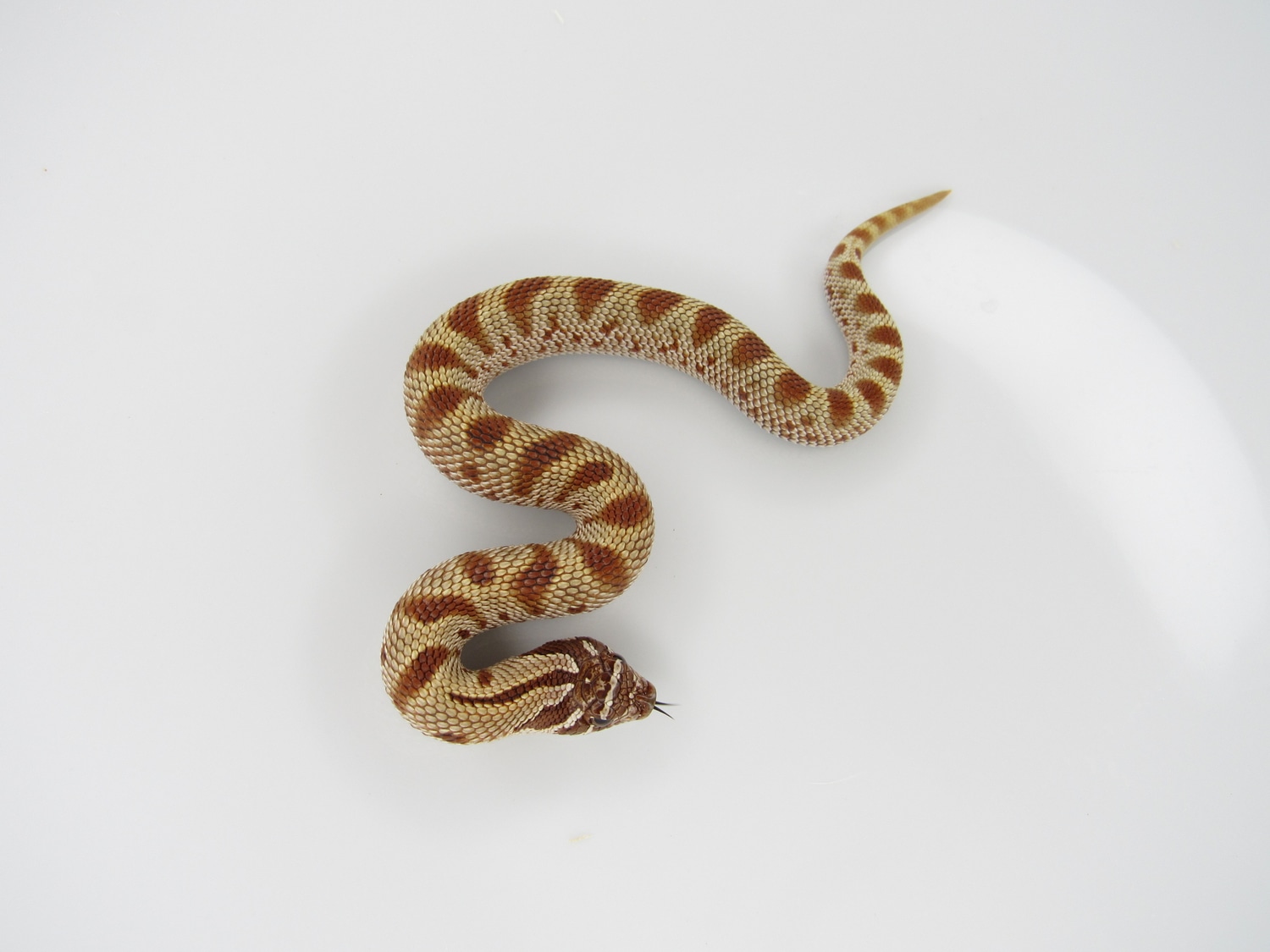 Normal Purple Line Conda Het Axanthic 66% Toffee Belly Western Hognose ...