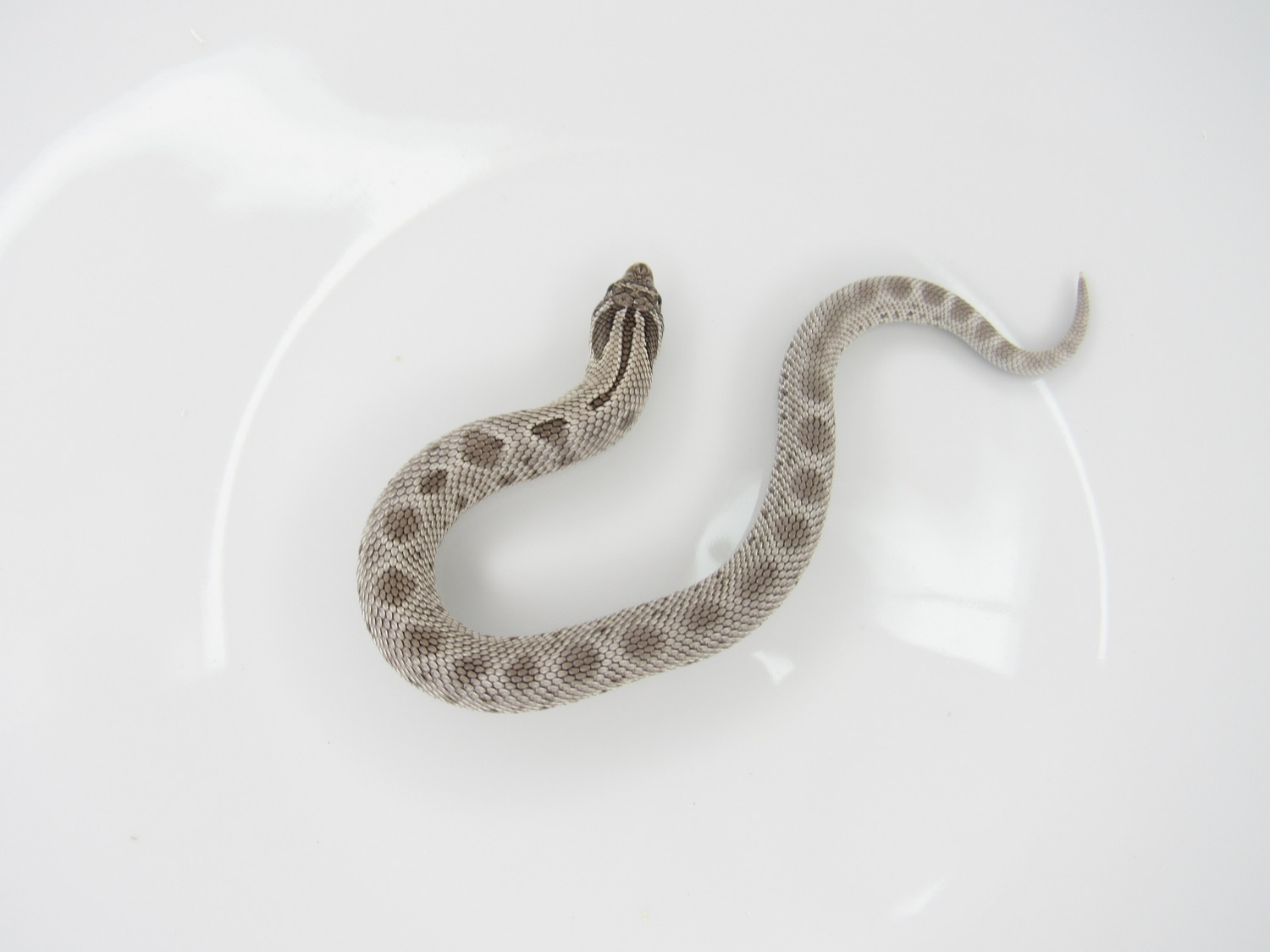 Axanthic Purple Line Conda 66% Toffee Belly Western Hognose by J&C ...