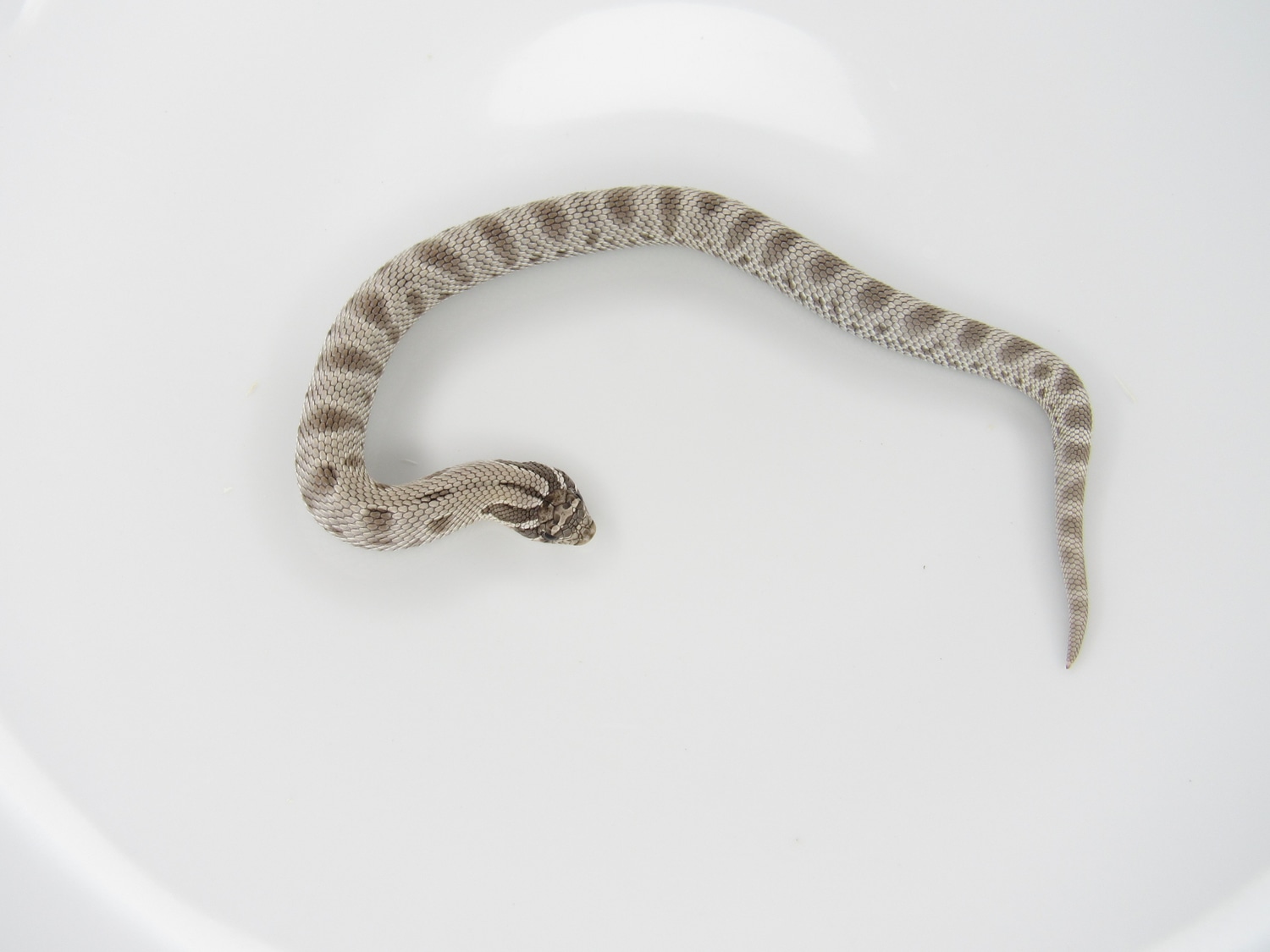 Axanthic Purple Line Conda 66% Toffee Belly Western Hognose by J&C ...