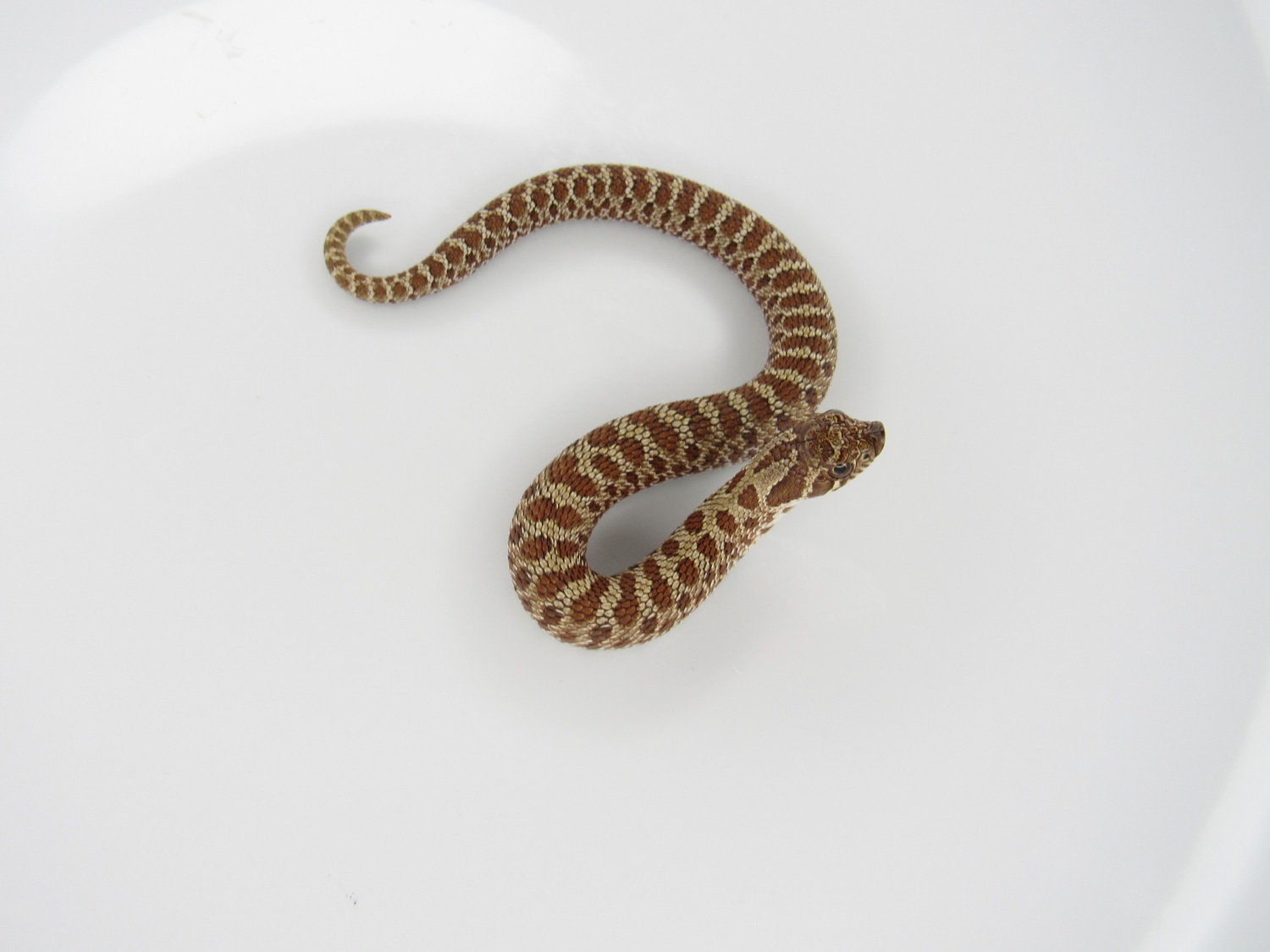 Normal 66% DH Toxic Western Hognose by J&C Hognoses, LLC - MorphMarket