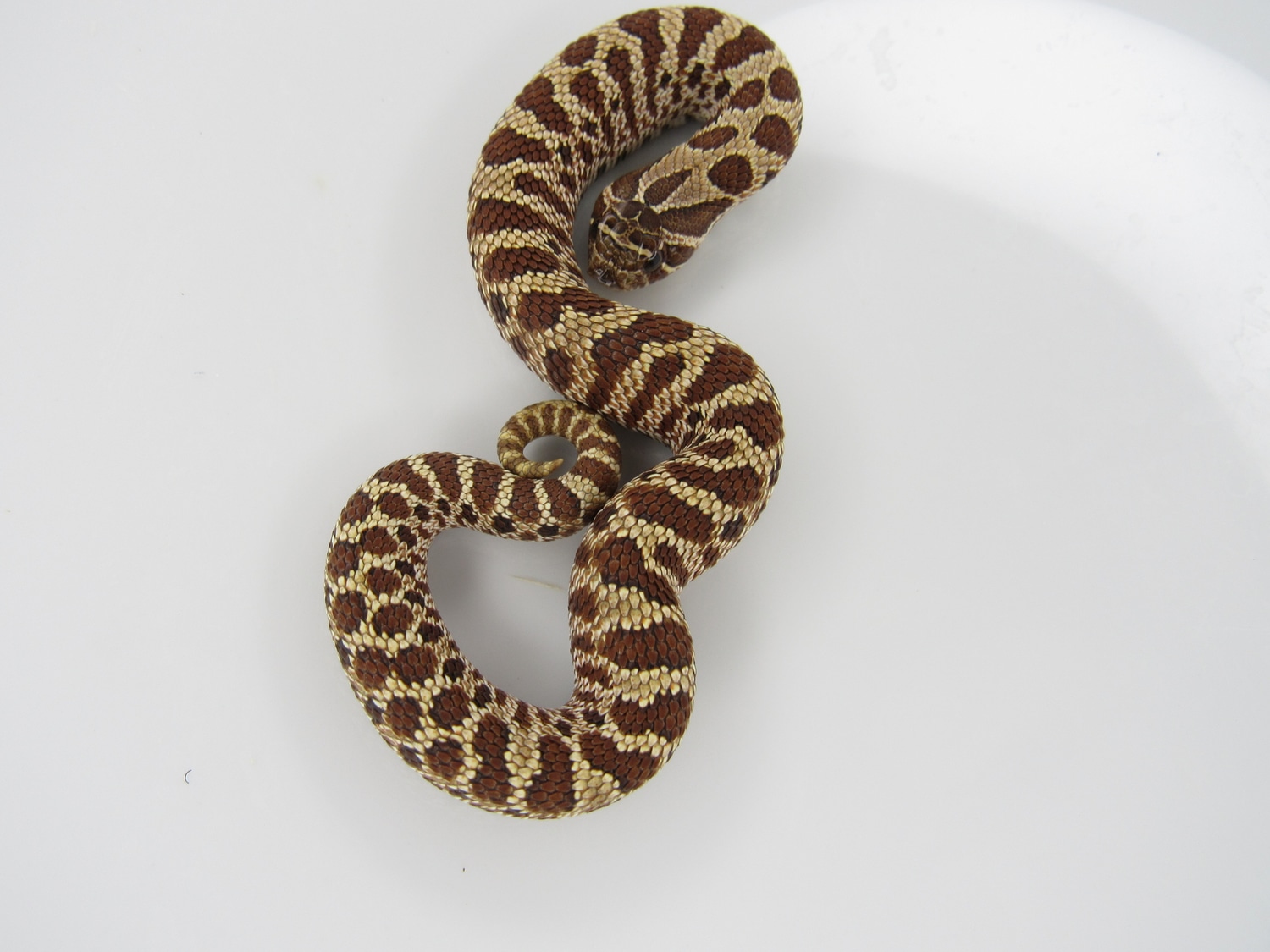 Normal DH Sunburst Western Hognose by J&C Hognoses, LLC - MorphMarket