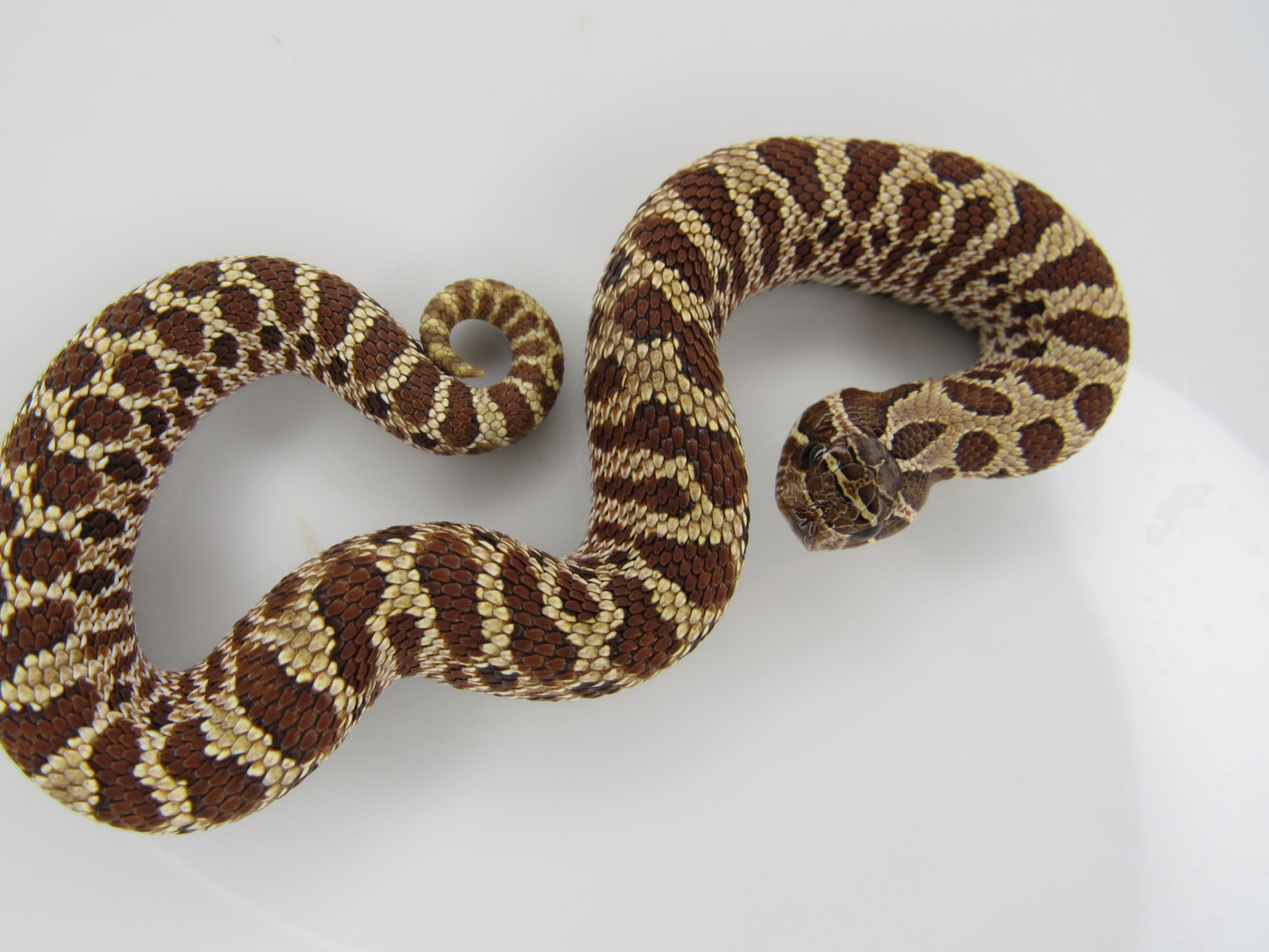 Normal DH Sunburst Western Hognose by J&C Hognoses, LLC - MorphMarket