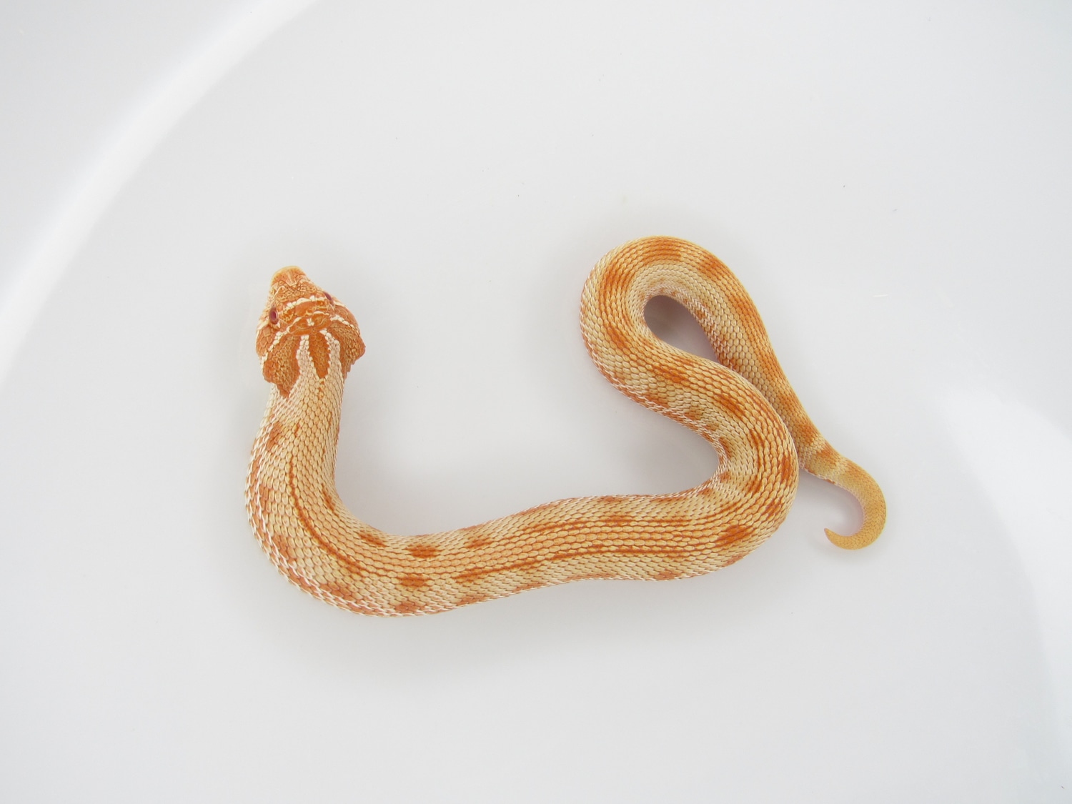 Extreme Red Albino Purple Line Conda Reverse Stripe Western Hognose by ...