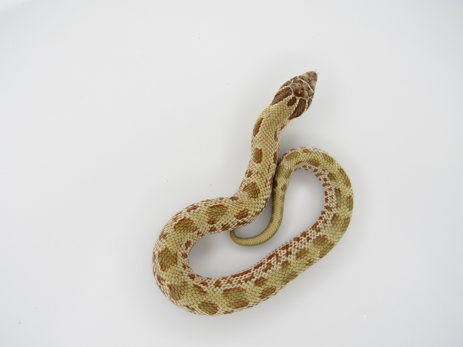 Normal Conda Purple Line TH Albino Axanthic Lavender Western Hognose by ...