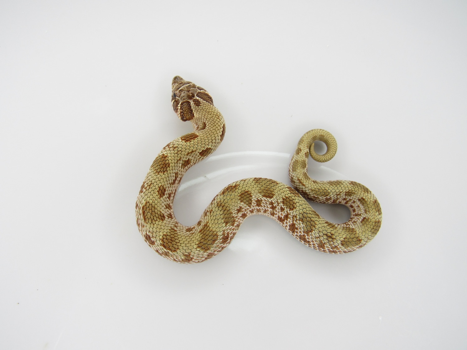 Normal Conda Purple Line TH Albino Axanthic Lavender Western Hognose by ...