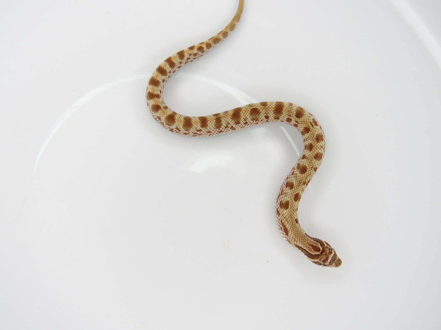 Conda Purple Line TH Albino Axanthic Lavender Western Hognose by J&C ...