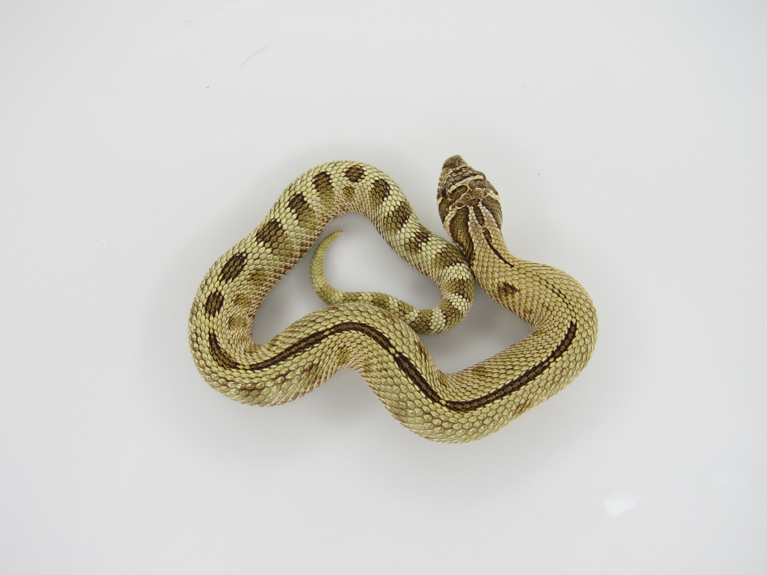 Arctic Normal Conda TH Albino Toffee Sable Western Hognose by J&C ...
