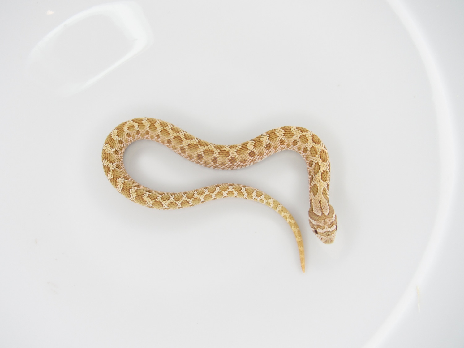 Toffee Western Hognose by J&C Hognoses, LLC - MorphMarket