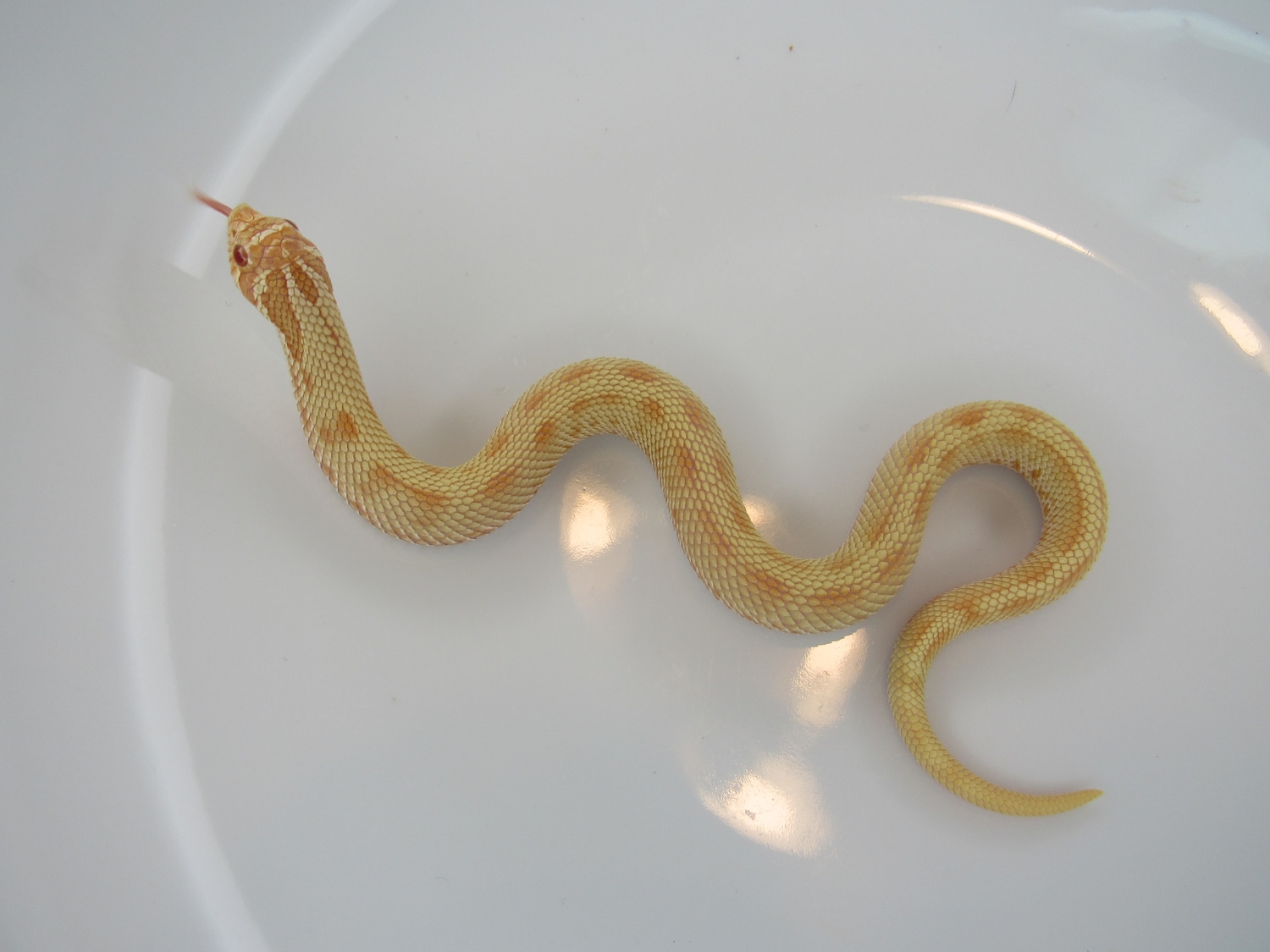 Albino Purple Line Conda Reverse Stripe Western Hognose by J&C Hognoses ...
